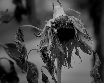 On Gardening by Stacy Boe Miller – Gulf Stream Magazine